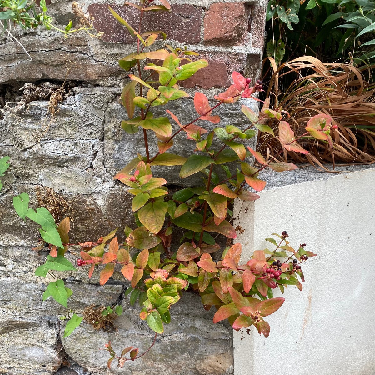 Morning meditation — Accept criticism. | Cattāri Brahmavihārā